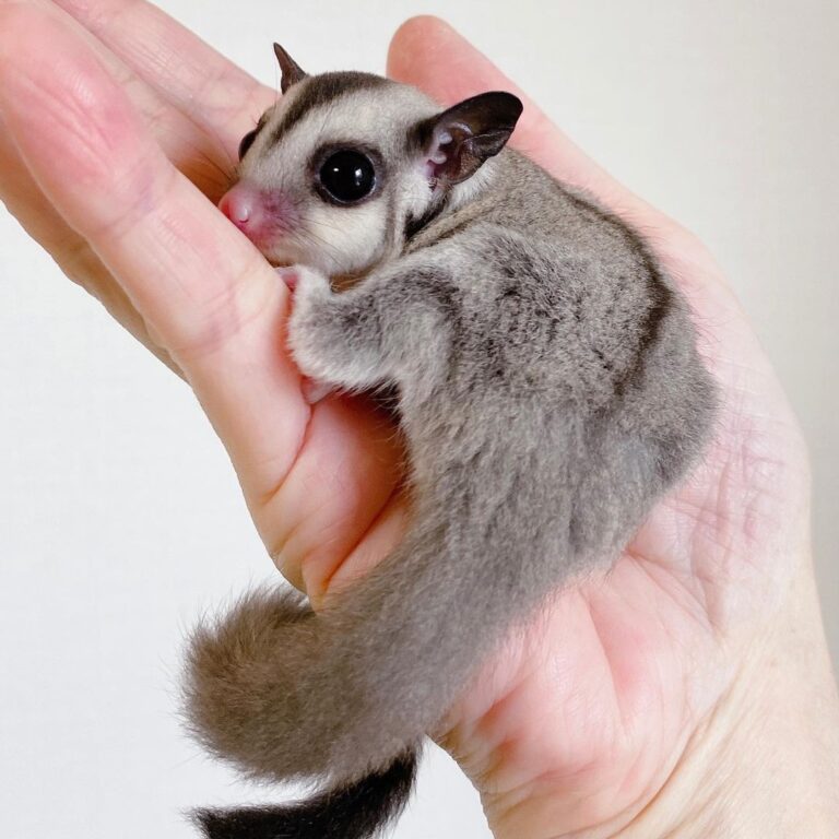 Toby Male Tamed Exotics